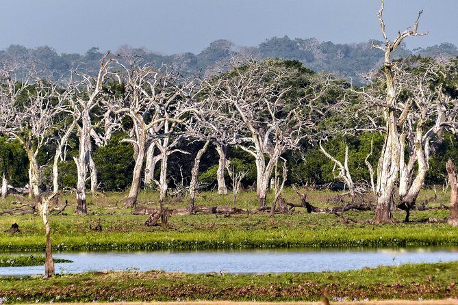 Wilpattu National Park Private Safari - Authentic Experiences: What Travelers Say