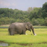 Wilpattu National Park Safari, Budget Tour from Colombo - The Transportation and Logistics