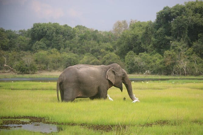 Wilpattu National Park Safari, Budget Tour from Colombo - The Transportation and Logistics