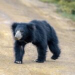 Wilpattu National Park Safari from Dambulla - Who Will Love This Tour?