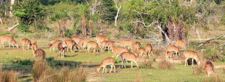 Wilpattu National Park Safari : Private 4x4 Jeep Safari - Wildlife Encounters: What You Might See