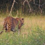 Wilpattu National Park Safari with Naturalist - Who Is This Tour Best For?