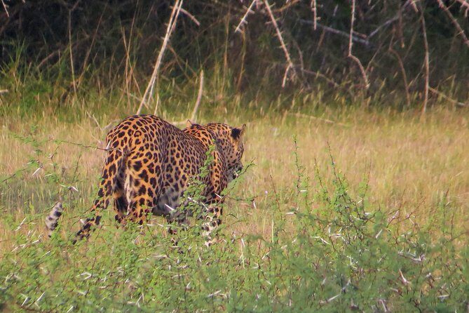 Wilpattu National Park Safari with Naturalist - Who Is This Tour Best For?