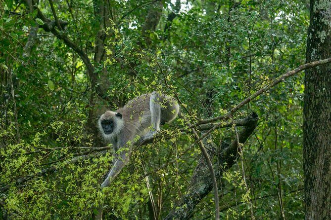 Wilpattu National Park Tour From Bentota With jeep SAFARI - The Itinerary: What to Expect During Your Day Out