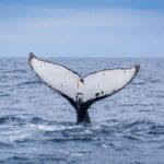Wilsons Promontory: Whale Spotting Cruise with Lunch - What Past Travelers Say