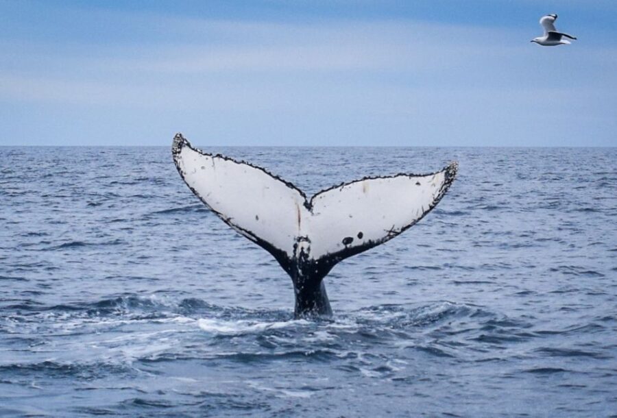 Wilsons Promontory: Whale Spotting Cruise with Lunch - What Past Travelers Say