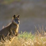 Wine, Dine & Penguins Boutique Phillip Island Tour from Melbourne - Key Points