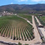 Wine Route including Tastings - What to Expect on the Baja California Wine Route