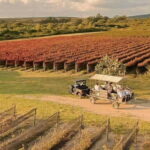 Wine tour and tasting at Vinícola Tierra de Luz - Authenticity and Value