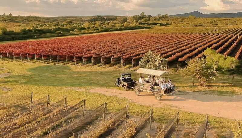 Wine tour and tasting at Vinícola Tierra de Luz - Authenticity and Value