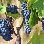 Wine Tour Experience - The Pros