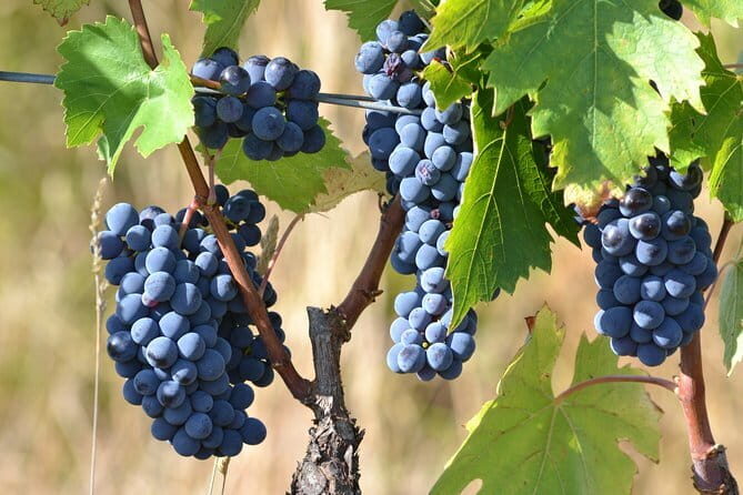 Wine Tour Experience - The Pros