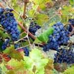 Wine tour in Chianti and visit of San Gimignano for small groups - Practical Tips for Enjoying the Tour
