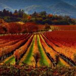 Wine tour up to 6 passengers - Authentic Experiences and Local Knowledge