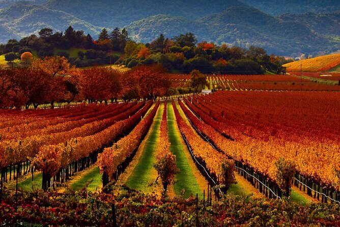 Wine tour up to 6 passengers - Authentic Experiences and Local Knowledge