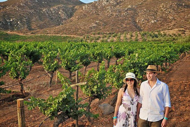 Wine tour valley of guadalupe - Who Will Love This Tour?