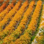 Wine Tour with Wine Tasting from Wanaka - FAQ About the Wanaka Wine Tour
