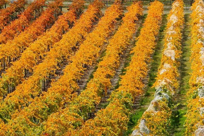 Wine Tour with Wine Tasting from Wanaka - FAQ About the Wanaka Wine Tour