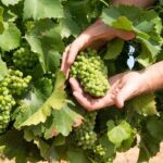 Wines and Whispers:Barossa Valley Private Wine Tour from Adelaide - Final Thoughts: Is It Right for You?