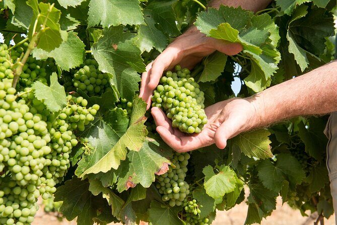 Wines and Whispers:Barossa Valley Private Wine Tour from Adelaide - Final Thoughts: Is It Right for You?