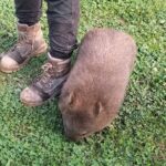 Wings Wildlife Park and Scenic Tour - An In-Depth Look at the Experience