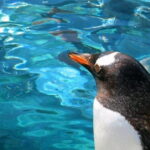 Winter Asahiyama Zoo and blue pond "Aoi-Ike" 1 Day bus tour - Transfer, Timing, and Overall Comfort