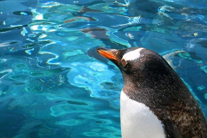 Winter Asahiyama Zoo and blue pond "Aoi-Ike" 1 Day bus tour - Transfer, Timing, and Overall Comfort