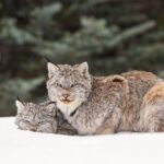 Winter Wildlife Discovery Tour - Who Should Consider This Tour?