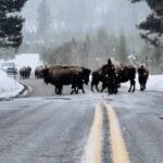 Winter Wildlife Safari: Lamar Valley | Gardiner | PRIVATE + Lunch - Who Should Consider This Tour?