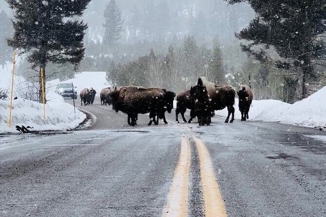 Winter Wildlife Safari: Lamar Valley | Gardiner | PRIVATE + Lunch - Who Should Consider This Tour?