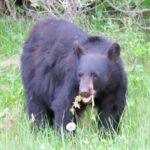 Wolfdog Sanctuary and Banff Day Trip - What’s Included & What’s Not