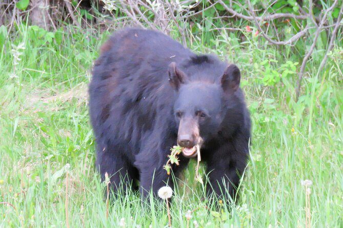 Wolfdog Sanctuary and Banff Day Trip - What’s Included & What’s Not