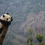 Wolong Panda Base Private Day Tour Optional Volunteering - Detailed Breakdown of the Itinerary
