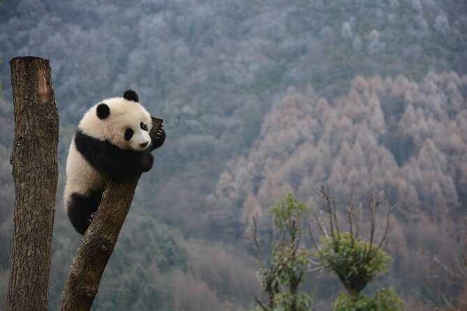 Wolong Panda Base Private Day Tour Optional Volunteering - Detailed Breakdown of the Itinerary