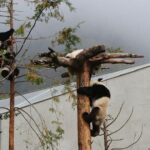 Wolong Panda Base Volunteering Program from Chengdu - Who Should Consider This Tour?