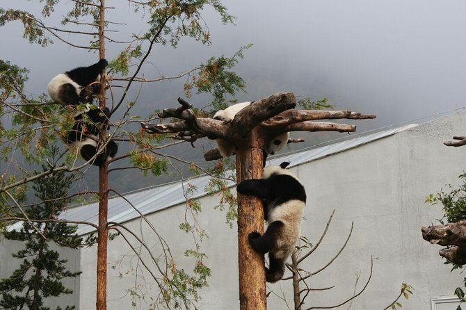 Wolong Panda Base Volunteering Program from Chengdu - Who Should Consider This Tour?