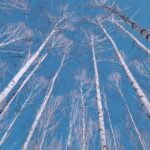 Wondae-ri Birch Forest and In-je Maebawi Icewall Day Tour - The In-je Maebawi Icewall: Korea’s Frozen Masterpiece