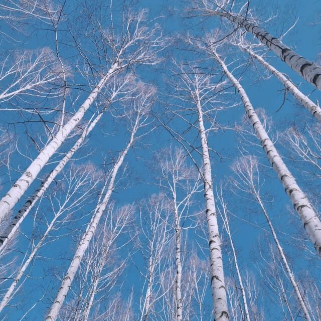 Wondae-ri Birch Forest and In-je Maebawi Icewall Day Tour - The In-je Maebawi Icewall: Korea’s Frozen Masterpiece