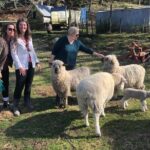 Wool Sheep Farm Experience with Handmade Wool Hat in New Zealand - Frequently Asked Questions
