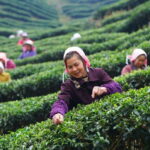 Wuyishan: 3-Day Tea Culture and Bamboo Rafting Tour - The Sum Up