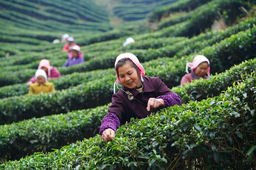 Wuyishan: 3-Day Tea Culture and Bamboo Rafting Tour - The Sum Up