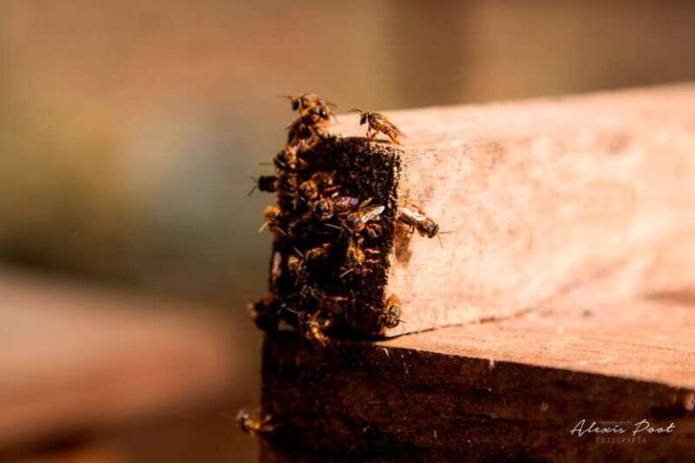 Xkopek, Mayan Bees Tour and Honey Tasting in Valladolid - What You Can Expect from the Experience