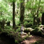 Yakusugi Cedar Forest Walking Tour on Yakushima Island - Sightseeing Beyond the Forest