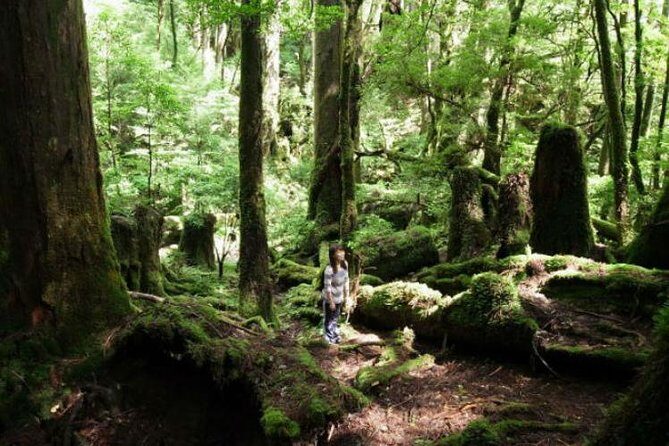 Yakusugi Cedar Forest Walking Tour on Yakushima Island - Sightseeing Beyond the Forest