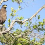 Yala Full Day Safari from Hambantota Port Shore Excursion - The Itinerary — What to Expect