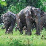 Yala Half Day Safari from Hambantota Port Shore Excursion - Exploring the Itinerary in Detail