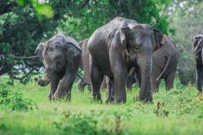 Yala Half Day Safari from Hambantota Port Shore Excursion - Exploring the Itinerary in Detail