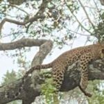 Yala National Park Full-Day Jeep Safari with Lunch - Frequently Asked Questions