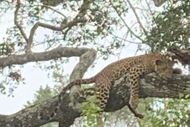 Yala National Park Full-Day Jeep Safari with Lunch - Frequently Asked Questions