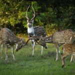Yala National Park Full Day Safari from Hambantota Cruise Terminal - Frequently Asked Questions